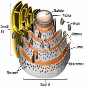 Cell and Cell Organelles - ClearIAS