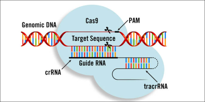 Gene Editing - What is CRISPR-Cas9? - Clear IAS