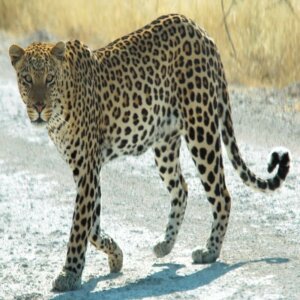 International Big Cat Alliance (IBCA) - ClearIAS
