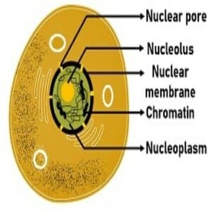 Cell and Cell Organelles - ClearIAS