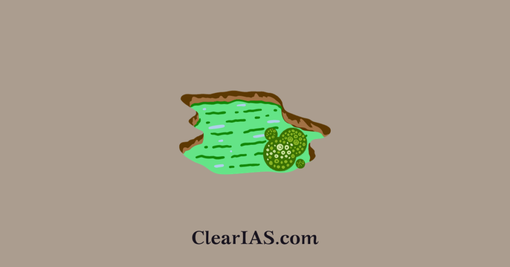 Algal Blooms | ClearIAS