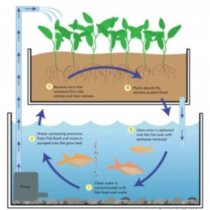 Vertical Farming - ClearIAS