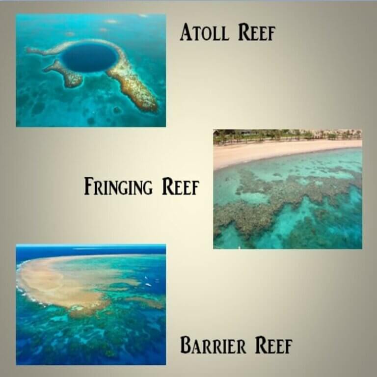 Coral Reefs: What is Coral Bleaching? - ClearIAS