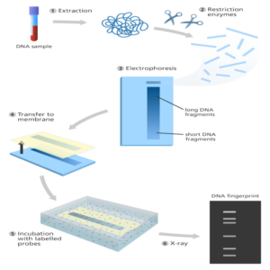 DNA Fingerprinting - ClearIAS