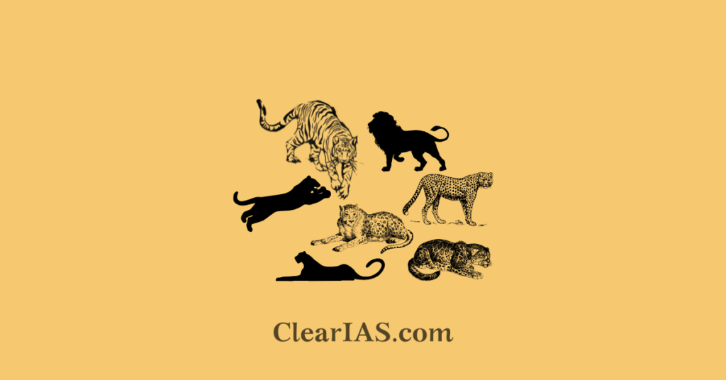 International Big Cat Alliance (IBCA) - ClearIAS