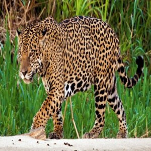 International Big Cat Alliance (IBCA) - ClearIAS