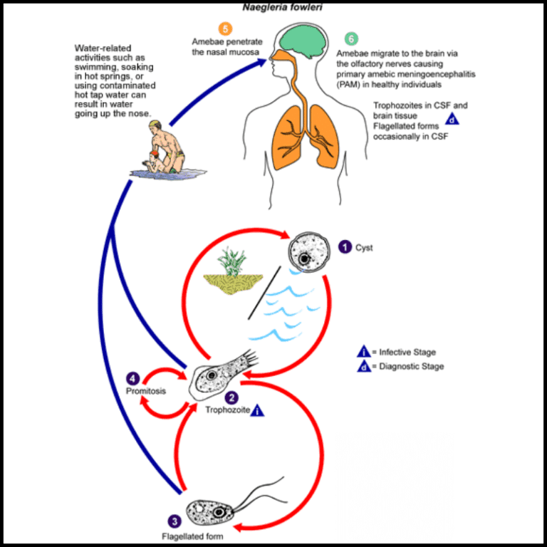 Brain-Eating Amoeba: Naegleria fowleri - ClearIAS