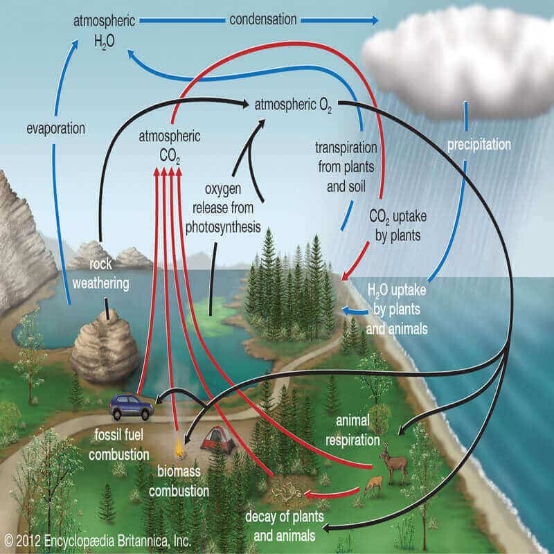 Oxygen Cycle ClearIAS Oxygen Cycle ClearIAS