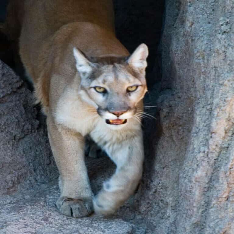 International Big Cat Alliance (IBCA) | ClearIAS
