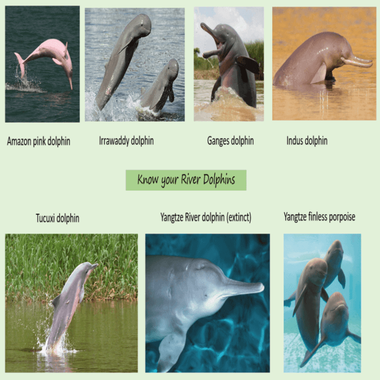 River Dolphin - ClearIAS