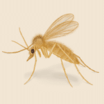 Chandipura Virus: Recent outbreak, history and symptoms - ClearIAS