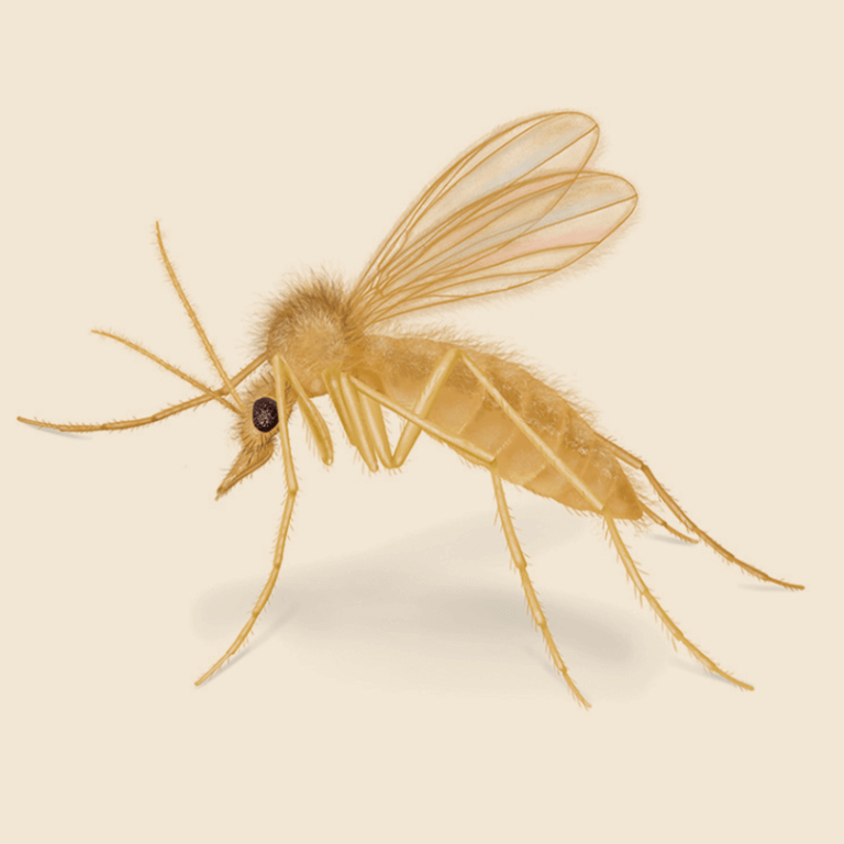 Chandipura Virus: Recent outbreak, history and symptoms - ClearIAS