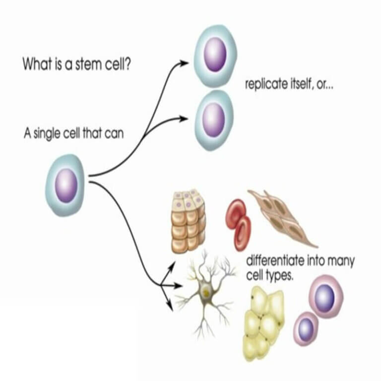 Stem Cells: Therapy, Banking, and Regulations - ClearIAS