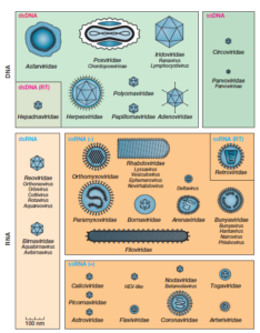 Virus - Definition, Structure, and Types - ClearIAS